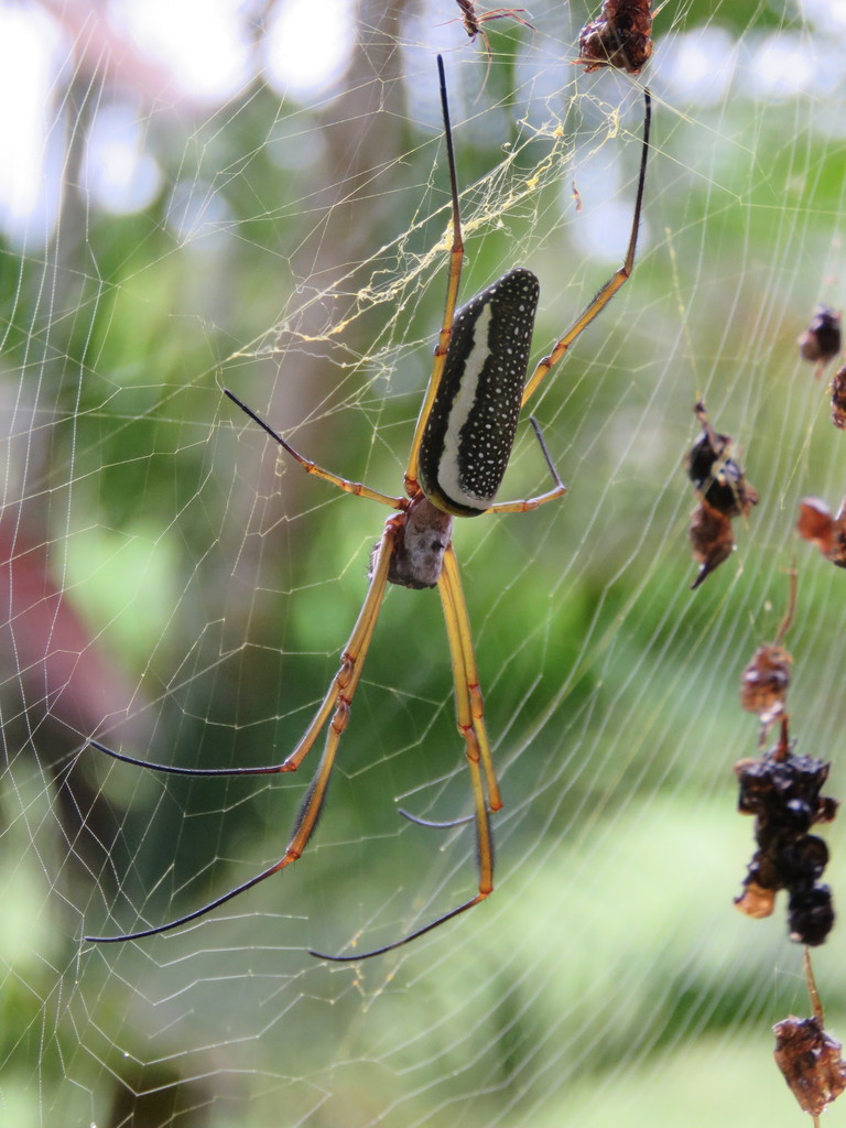 Golden Silk Spider from Vaca Diez, Bolivia on May 28, 2017 at 12:38 PM ...