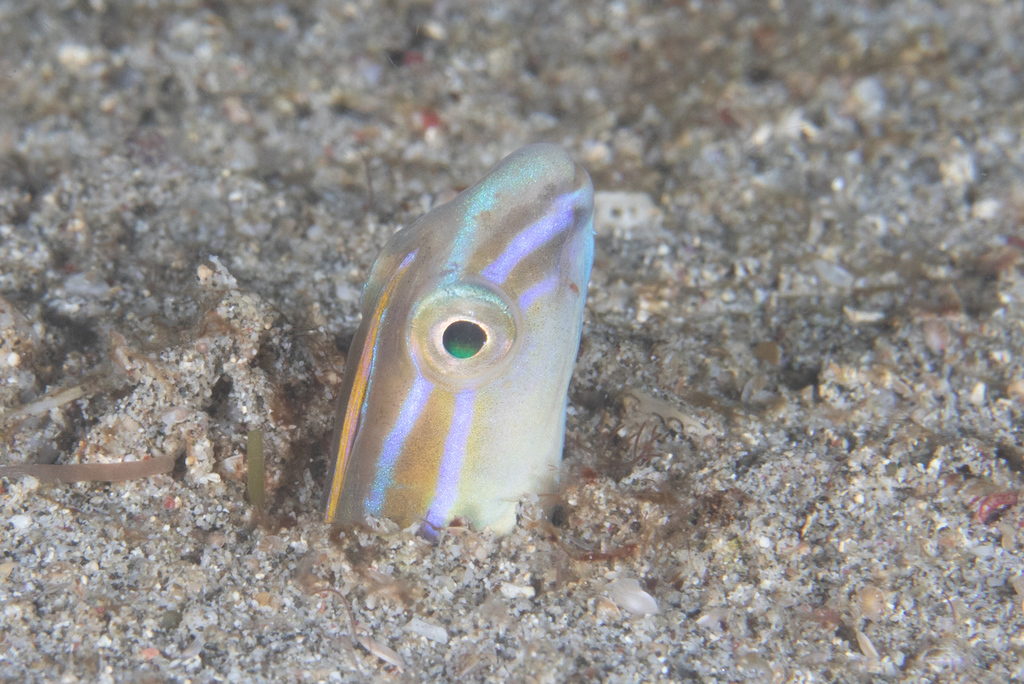 Snake Blenny (Xiphasia setifer) - Marine Life Identification