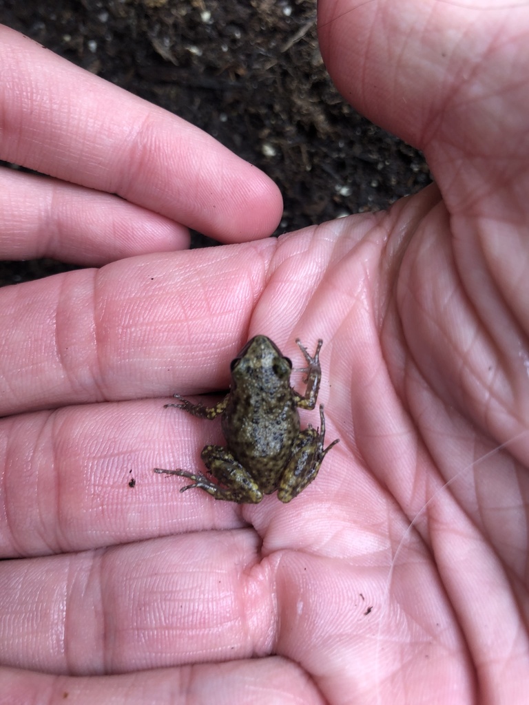 Rio Grande Chirping Frog in April 2022 by lindsvise · iNaturalist