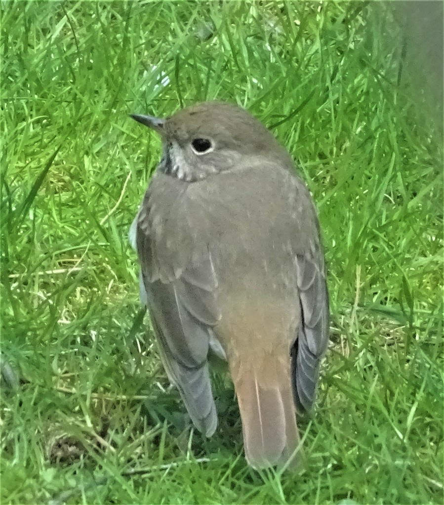 Hermit Thrush from Wooster, OH 44691, USA on April 17, 2022 by Su ...