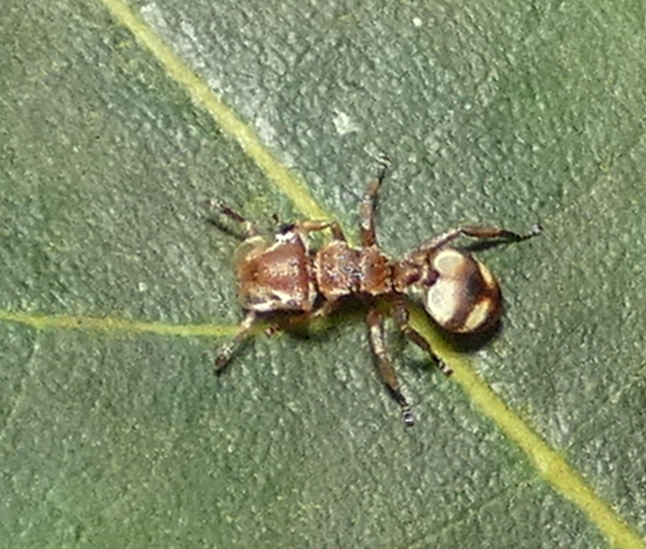Cephalotes umbraculatus (Fabricius, 1804)