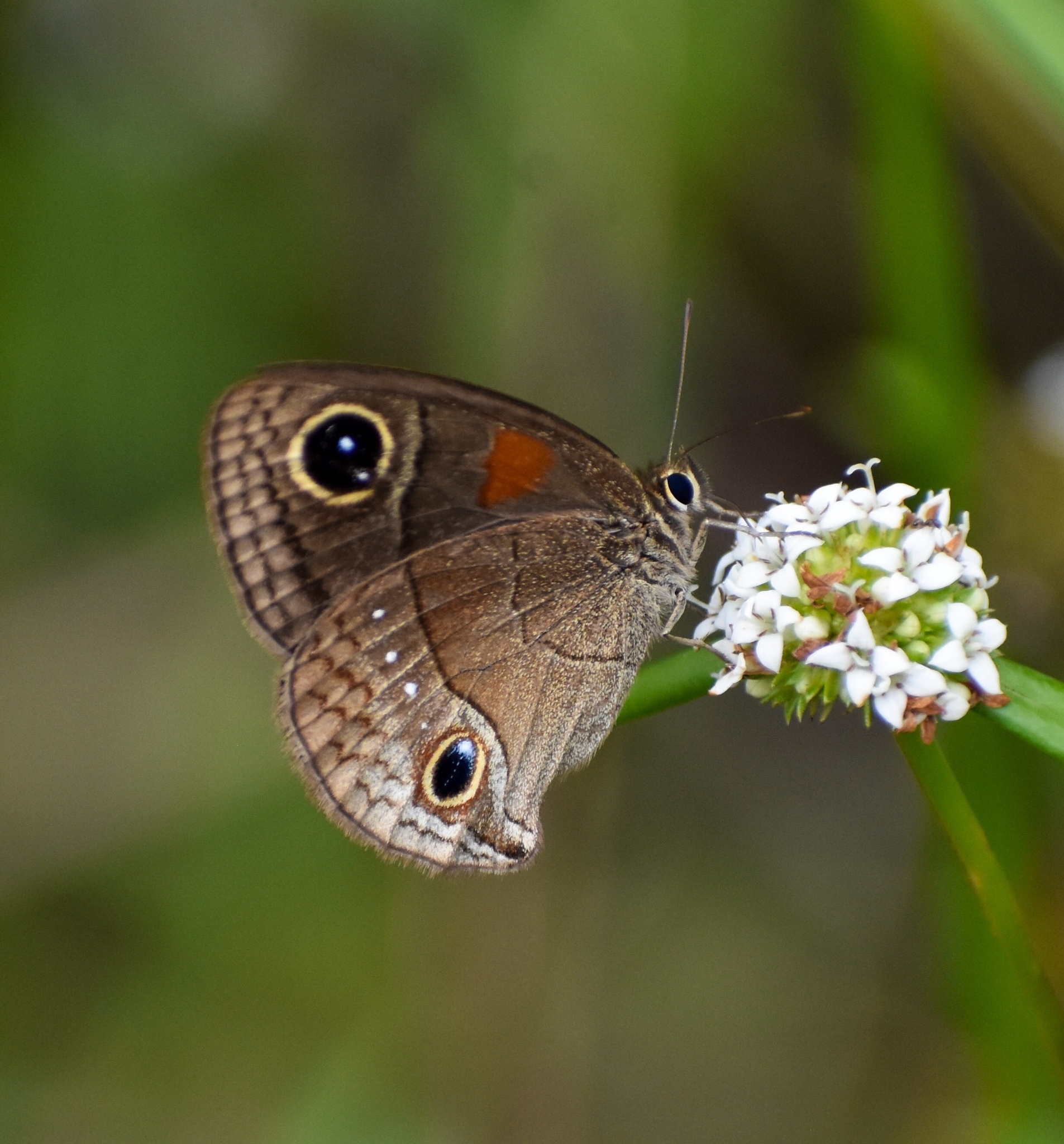 Calisto herophile Hübner, 1823