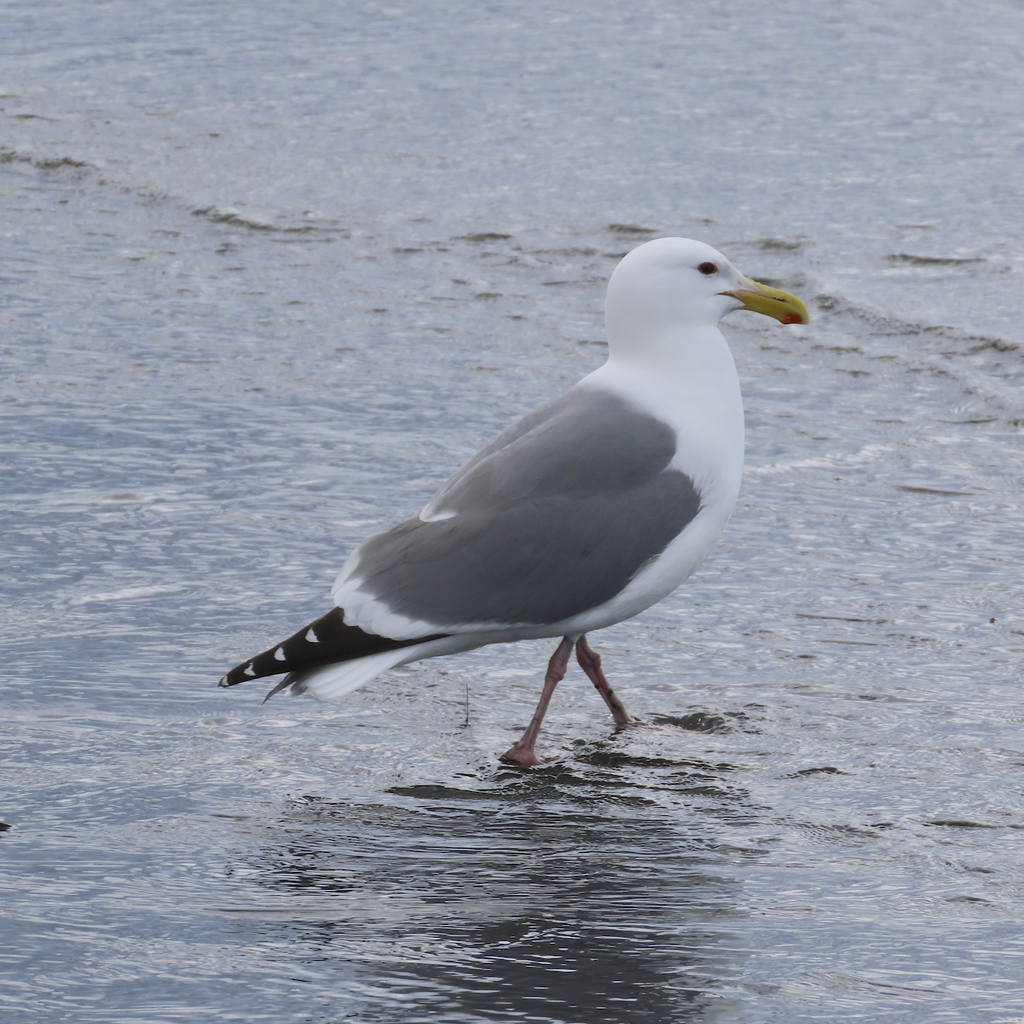 Large White-headed Gulls from White Rock, BC, Canada on April 17, 2022 ...