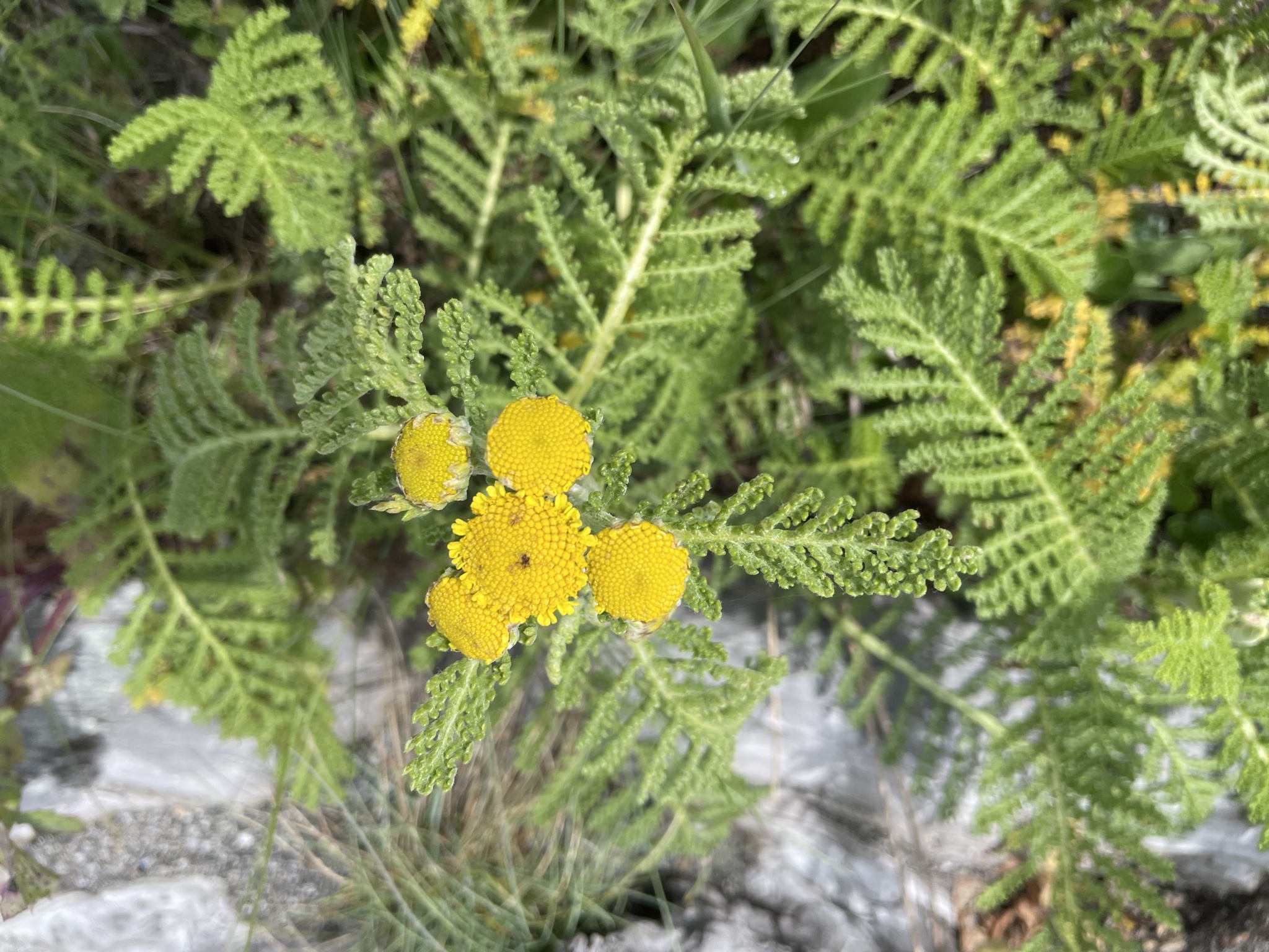Tanacetum bipinnatum (L.) Sch.Bip.
