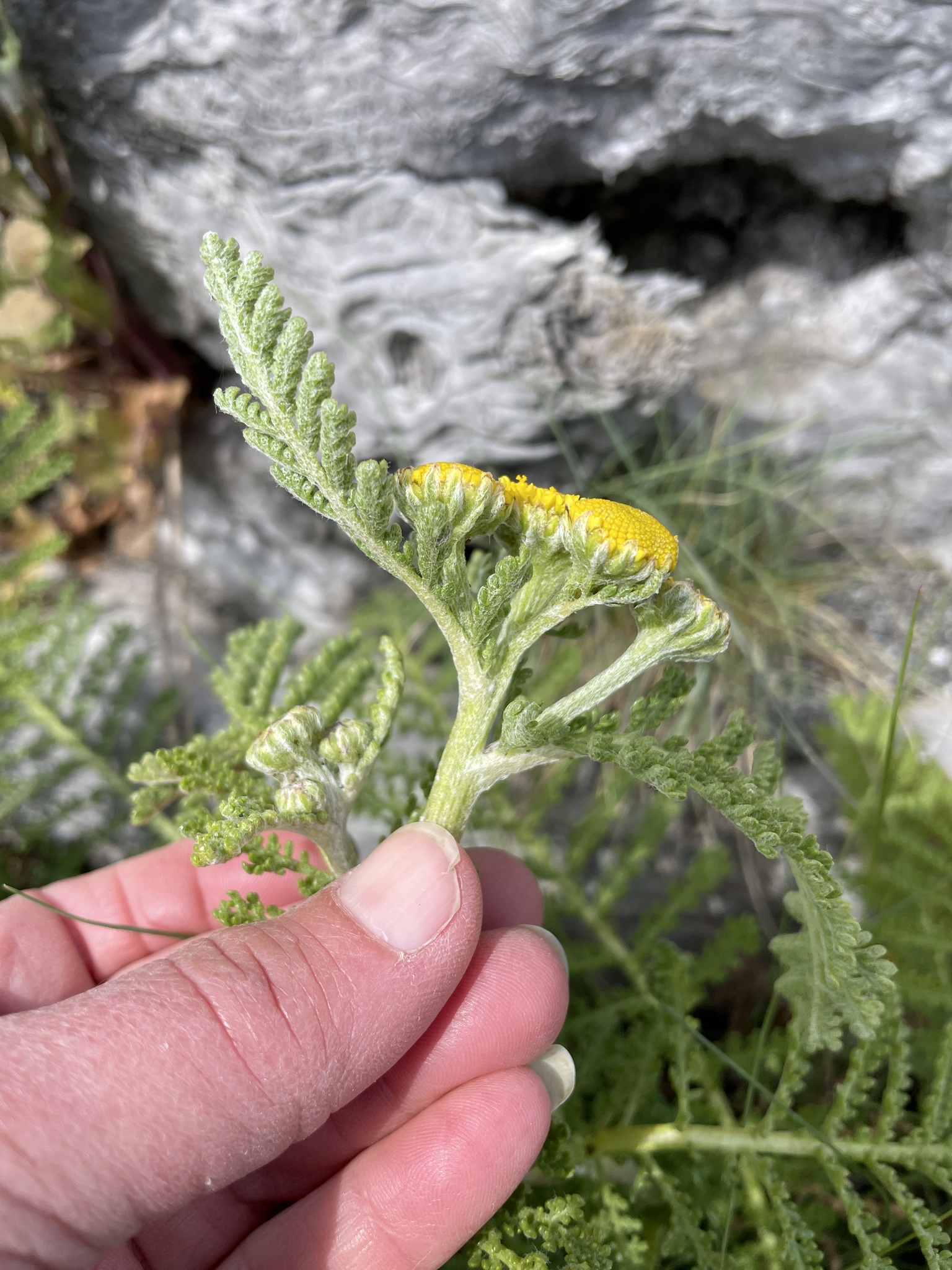 Tanacetum bipinnatum (L.) Sch.Bip.