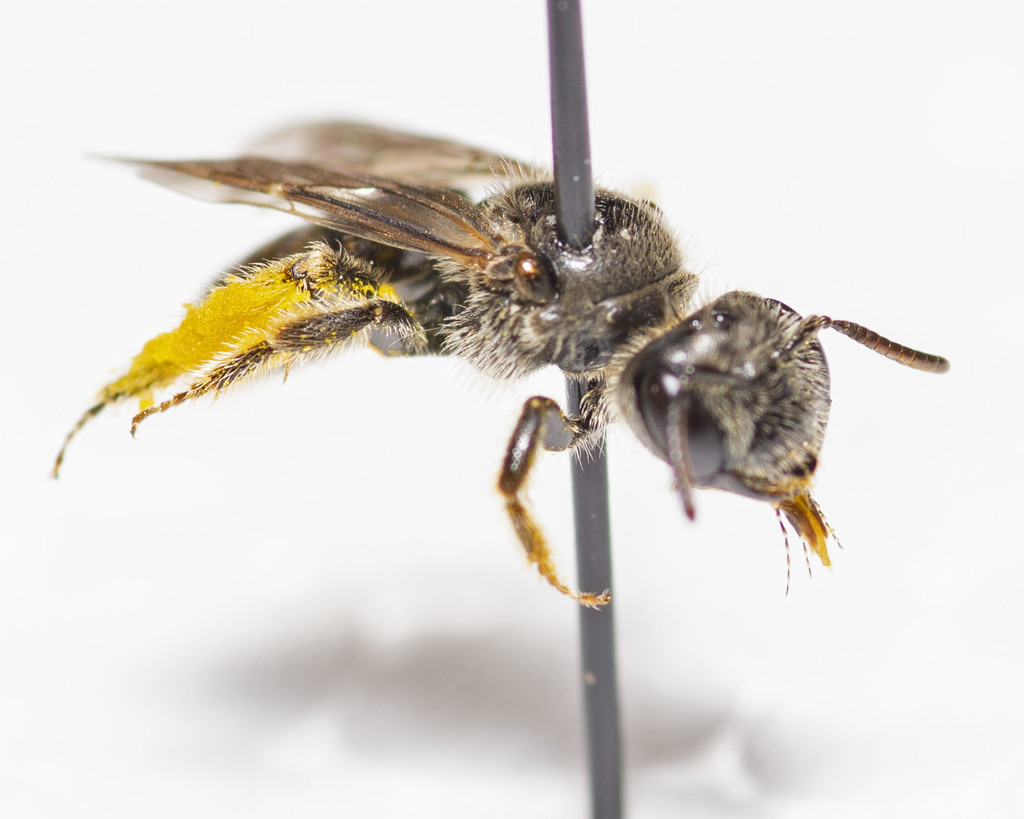 Panurginus in April 2022 by Lillie · iNaturalist