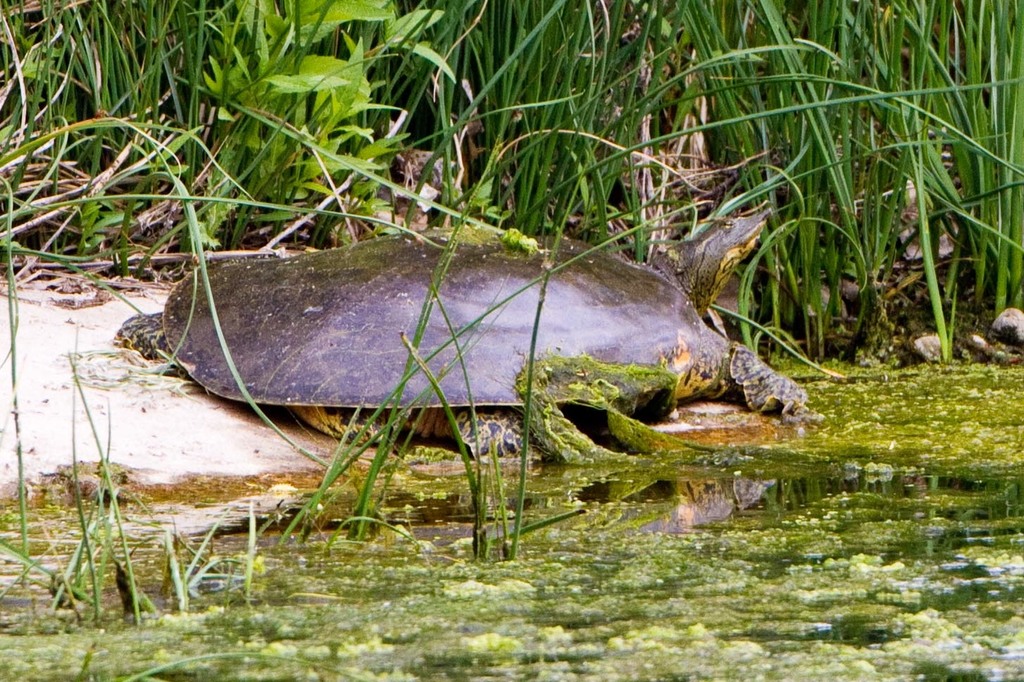 Eastern Spiny Softshell from St Vrain State Park on May 19, 2012 by BJ ...