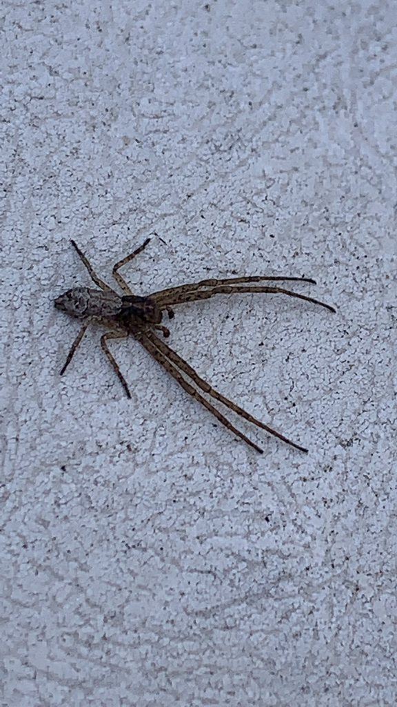 Octopus Spiders from Paso Robles on April 17, 2022 at 03:27 PM by ...