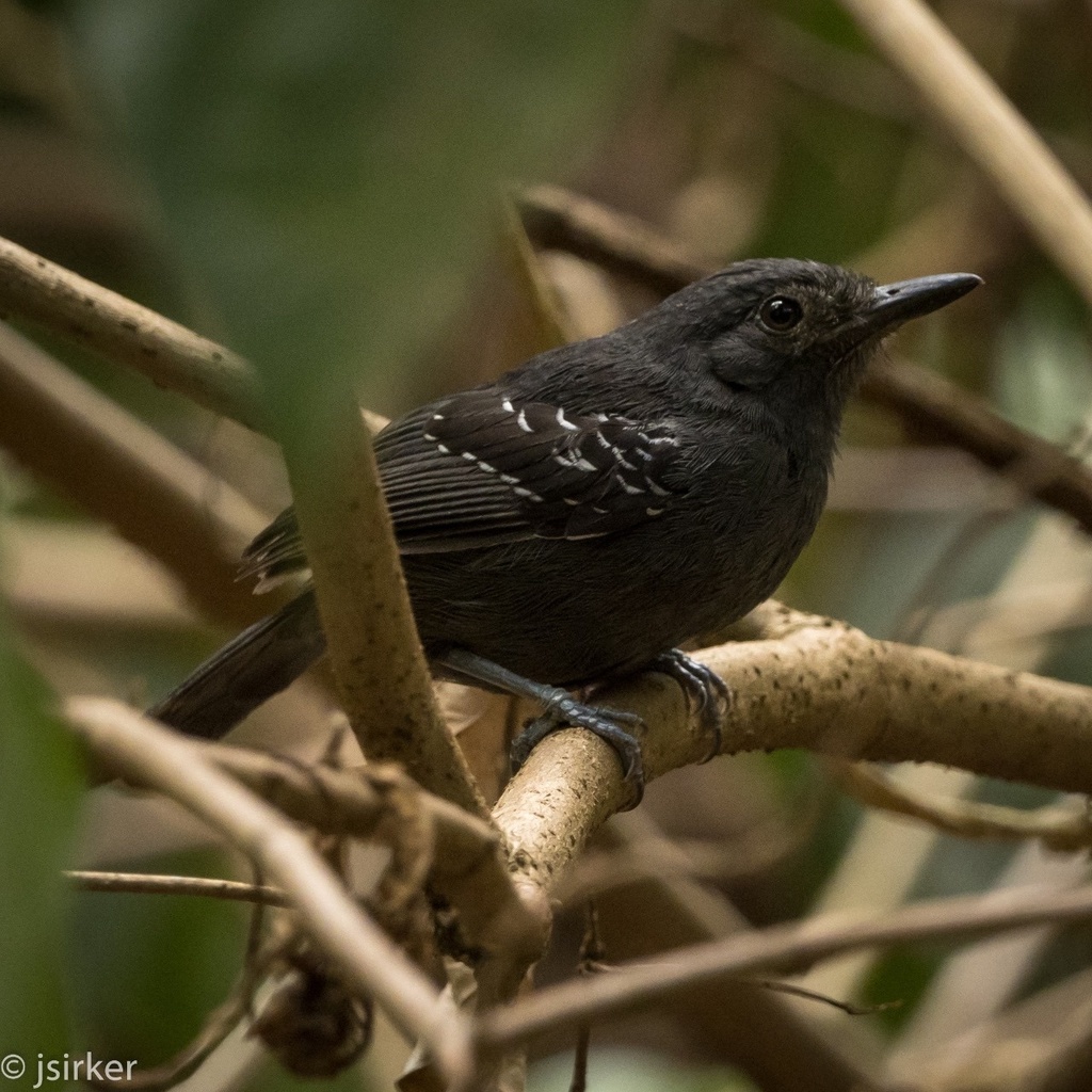 Dusky Antbird (AVIFAUNA ZONA PROTECTORA RIO NAVARRO RIO SOMBRERO ...