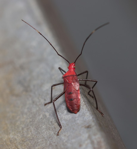 Dasynus rubidus · iNaturalist