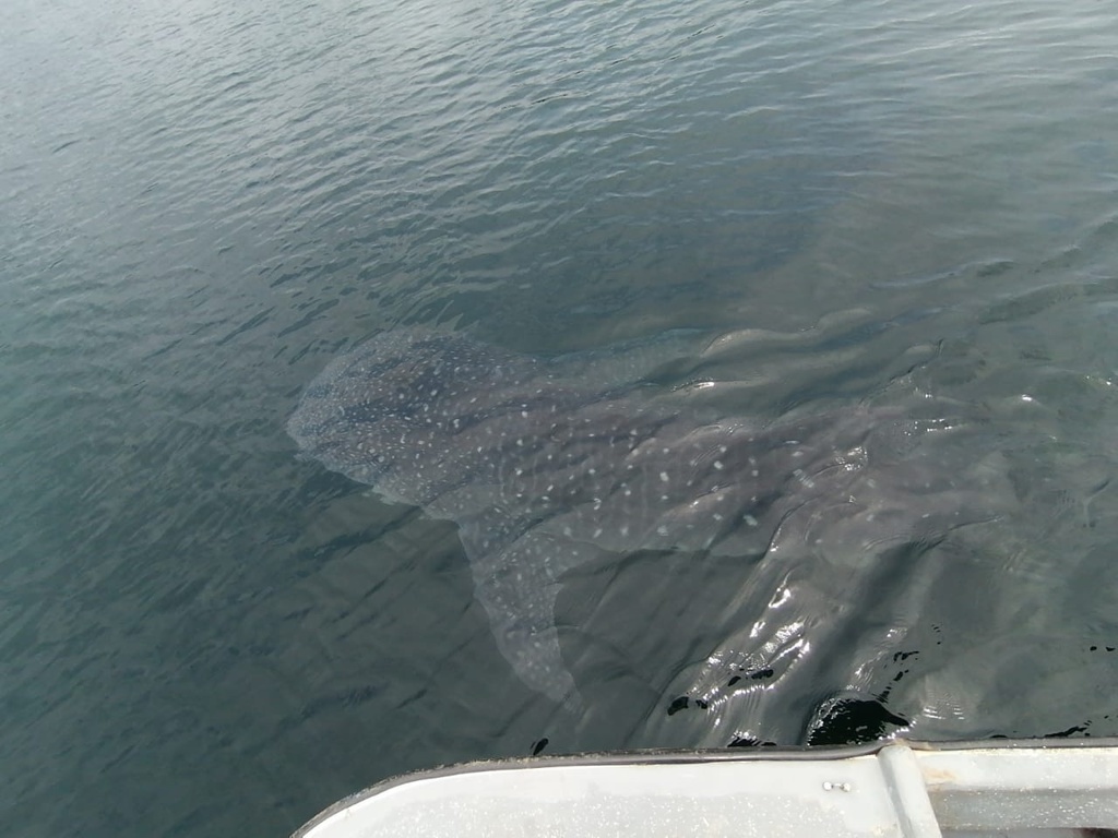 Whale Shark in March 2022 by jmvaldenebro · iNaturalist