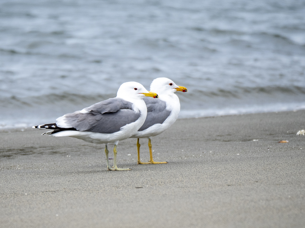 California Gull from Gulf Islands National Park Reserve of Canada ...