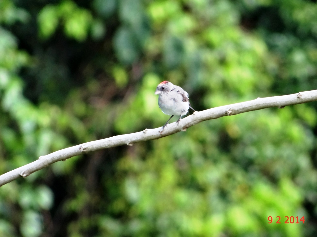Pileated Finch from Linhares, ES, Brasil on February 09, 2014 at 09:25 ...