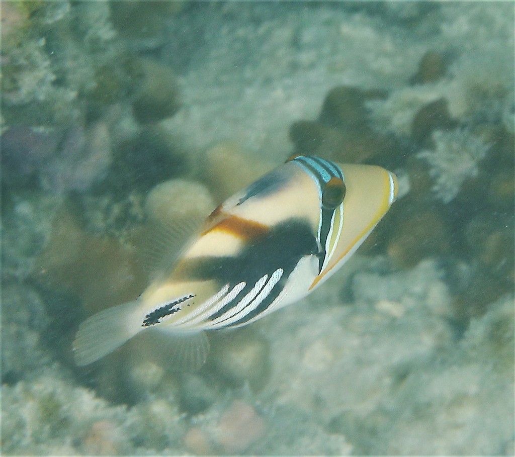 Lagoon Triggerfish from Heron Island, Queensland 4805, Australia on ...
