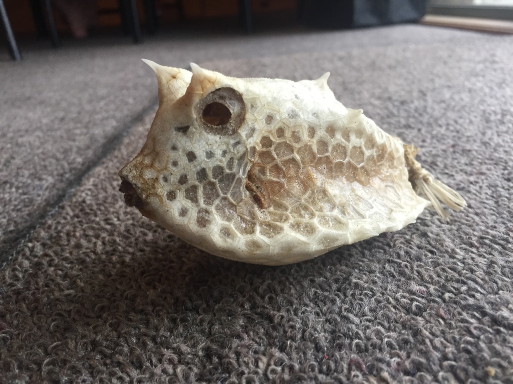Boxfishes (Ostraciidae) - Marine Life Identification