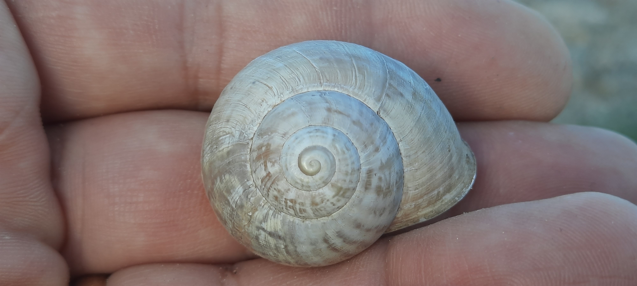 Iberus alonensis (A.Férussac, 1821)
