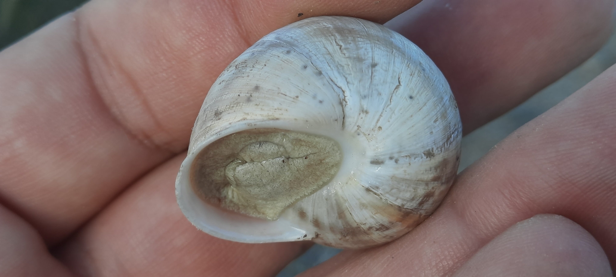 Iberus alonensis (A.Férussac, 1821)