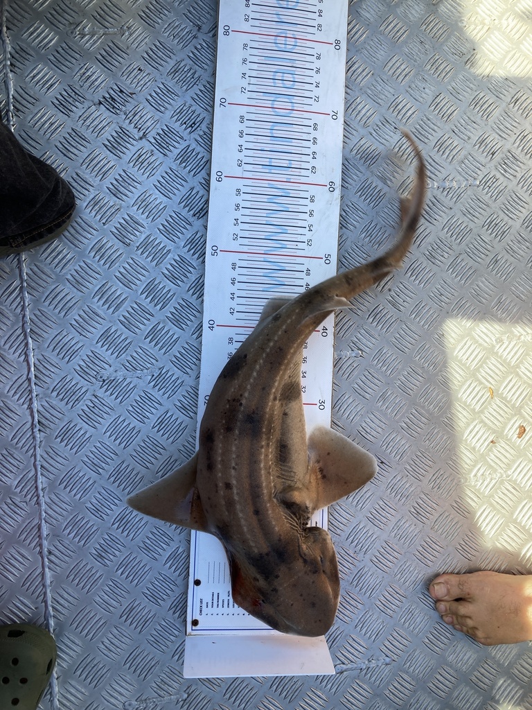 New Zealand Draughtboard Shark from South Taranaki Bight, NZ on April ...