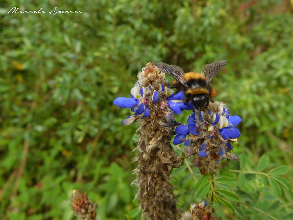 Bombus robustus from Latacunga, Ecuador on April 14, 2022 at 01:40 PM ...