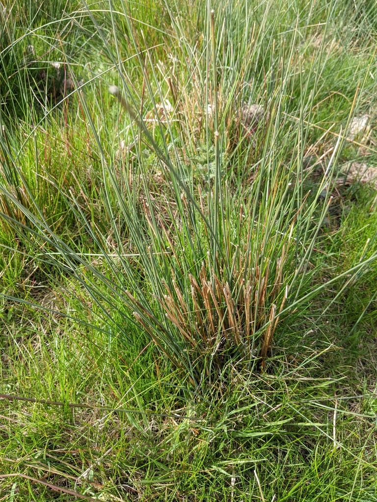 Hard Rush from Buckinghamshire, UK on April 17, 2022 at 04:12 PM by ...