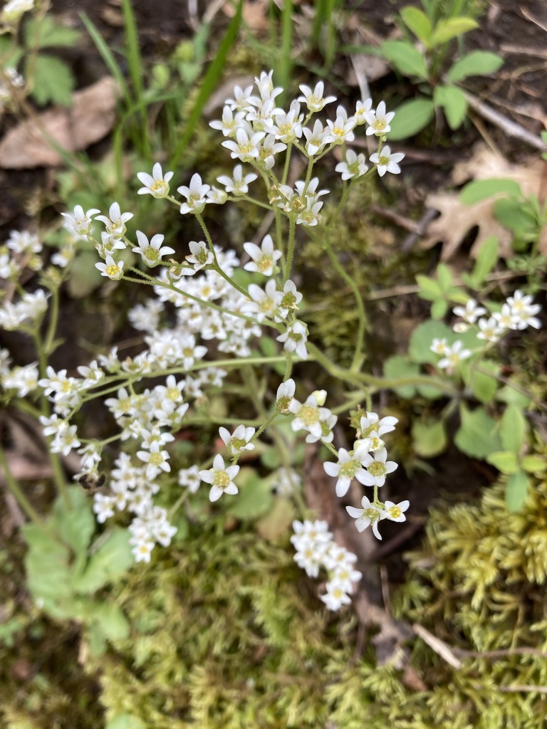 Virginia saxifrage from KY-898, Frankfort, KY, US on April 16, 2022 at ...