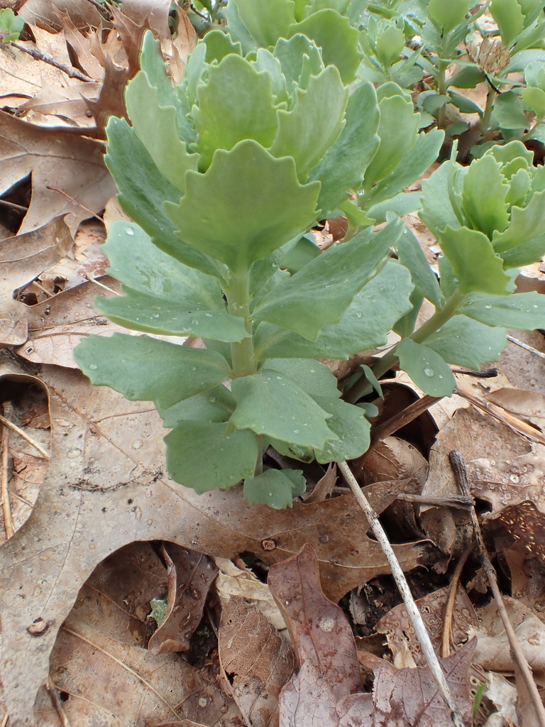 Orpine from Lebanon, CT 06249, USA on April 17, 2022 at 01:58 PM by ...