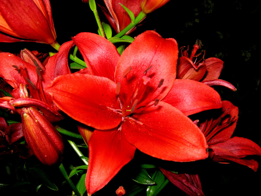 true lilies from Miami Beach, FL, USA on June 30, 2008 at 09:21 PM by ...