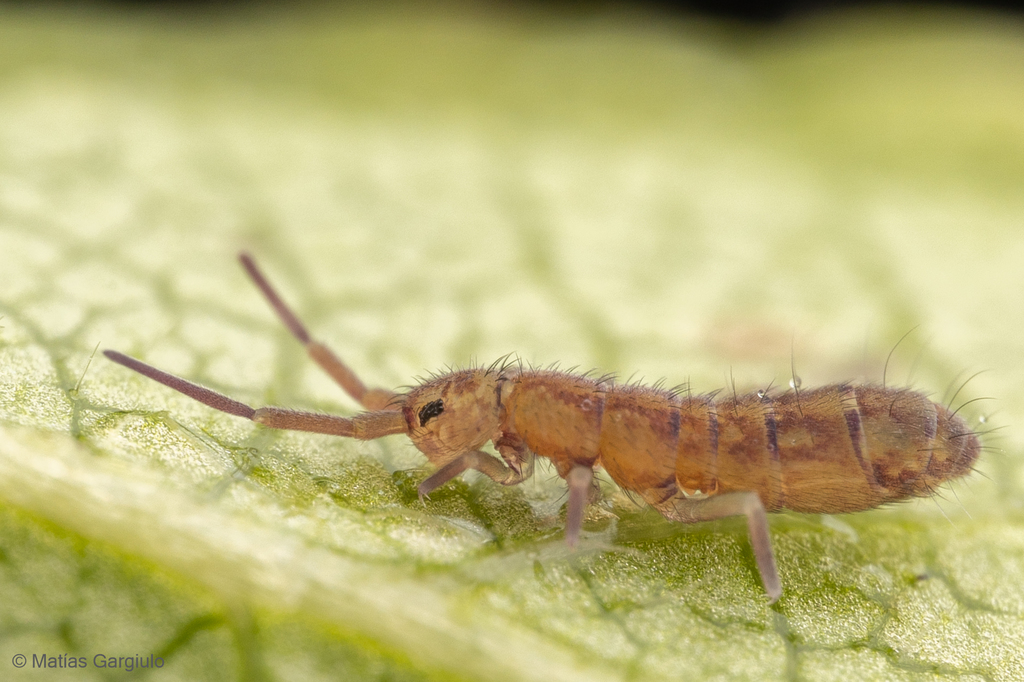 Elongate Springtails from Chiloe, Los Lagos, Chile on April 15, 2022 at ...