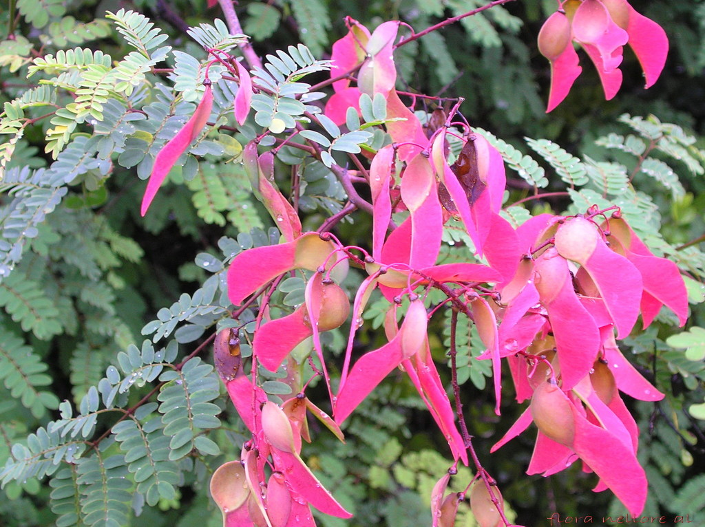 Caesalpinioideae (Species found on Bishop Museum Campus) · iNaturalist