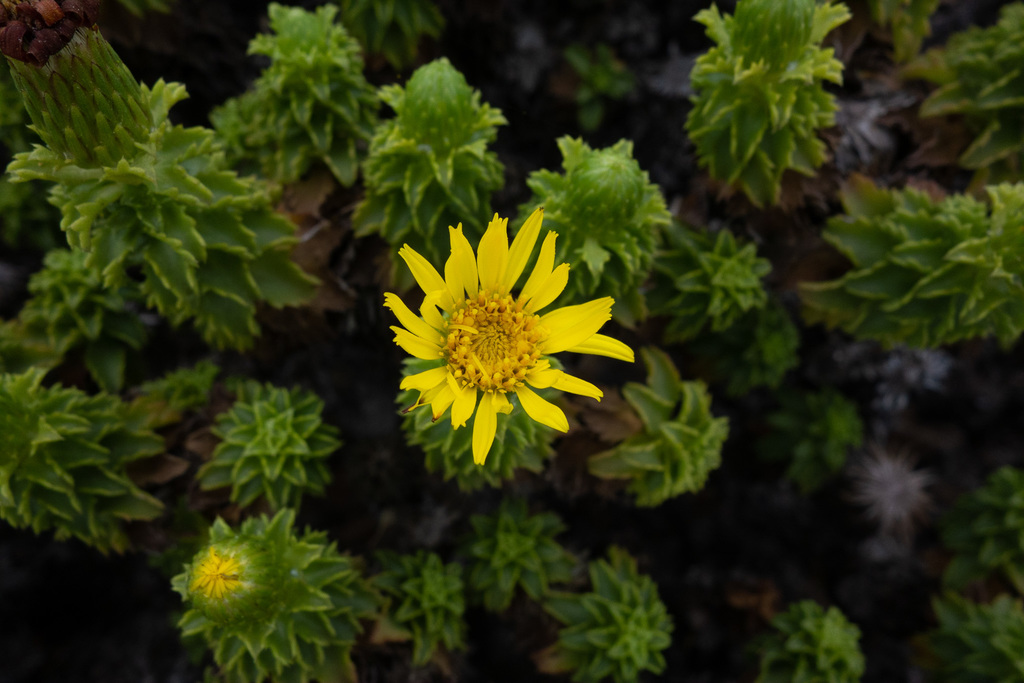 Haplopappus foliosus from Petorca, Valparaíso, Chile on January 25 ...