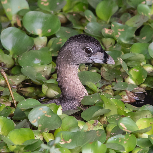 Pied-billed Grebe (Birds of Rosewood Nature Study Area) · iNaturalist
