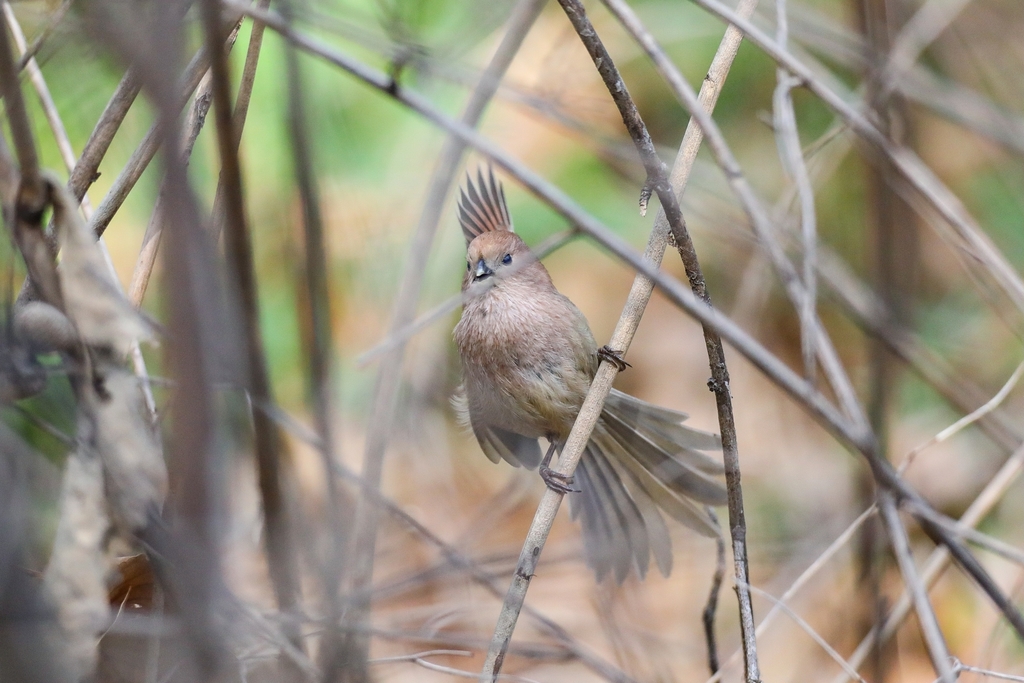 Vinous-throated Parrotbill from Hoegi-ro, Dongdaemun-gu, Seoul, South ...