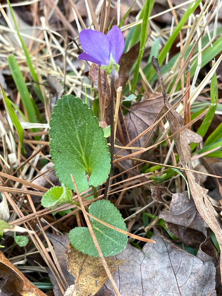 Arrowleaf Violet in April 2022 by johnbotany · iNaturalist