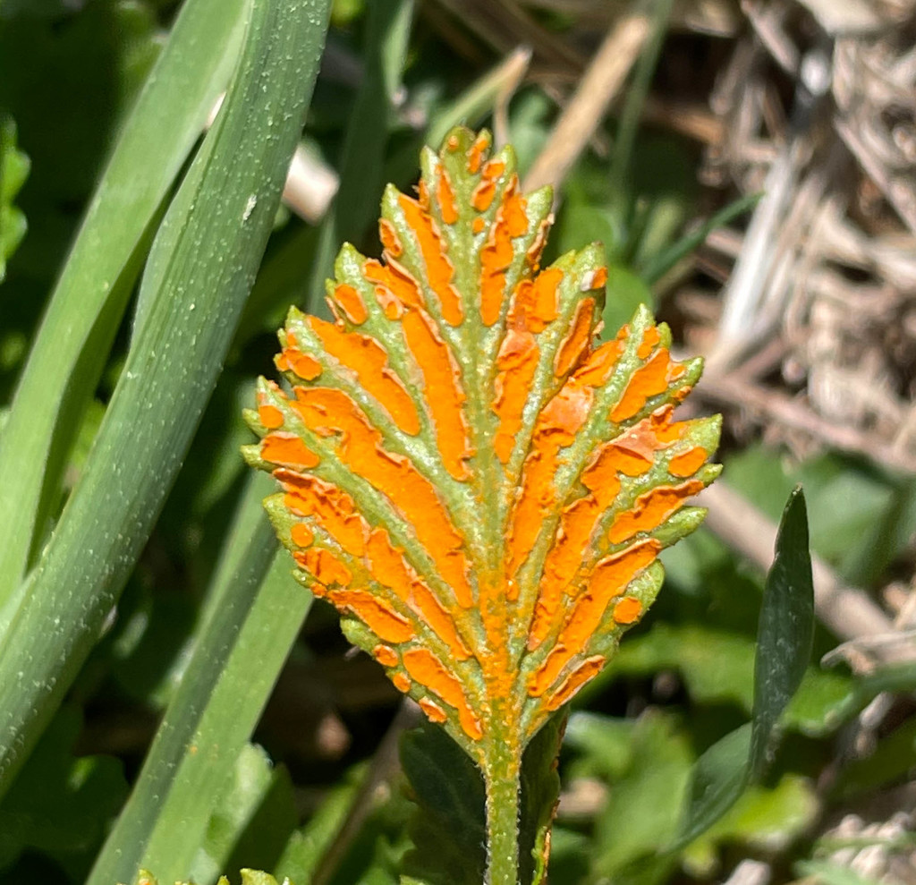blackberry orange rust in April 2022 by johnbotany. On Rubus sp ...