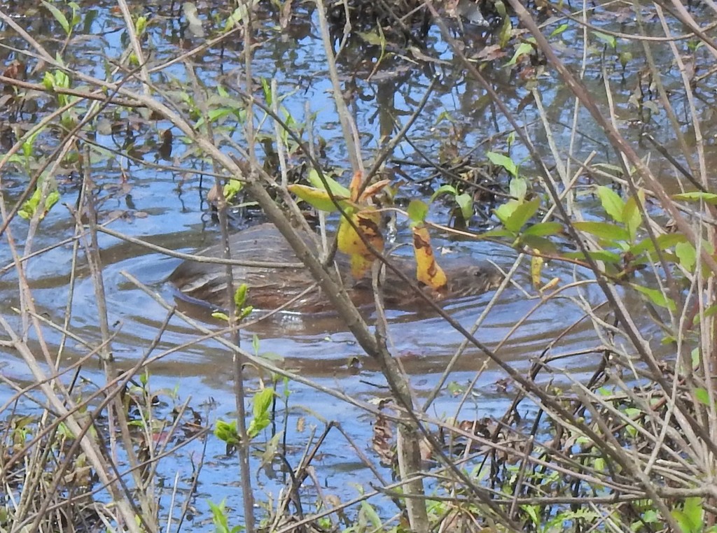 Muskrat from Farmville, VA 23901, USA on April 17, 2022 at 12:02 PM by ...