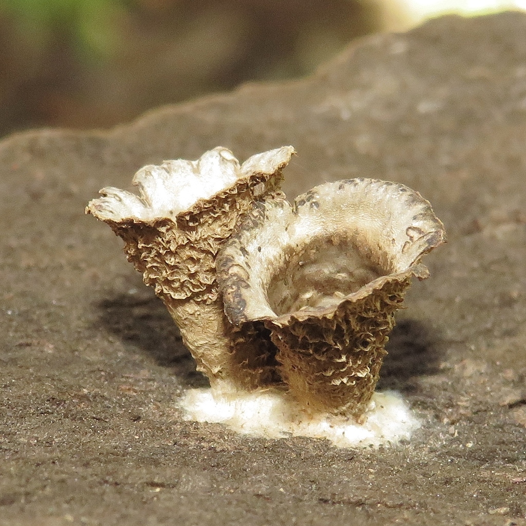 Cyathus from Bermagui NSW 2546, Australia on April 17, 2022 at 12:11 PM ...