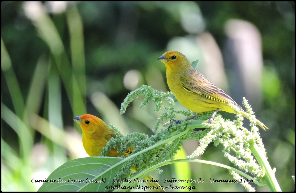 Saffron Finch from Paraguaçu, Minas Gerais, Brazil on December 09, 2014 ...