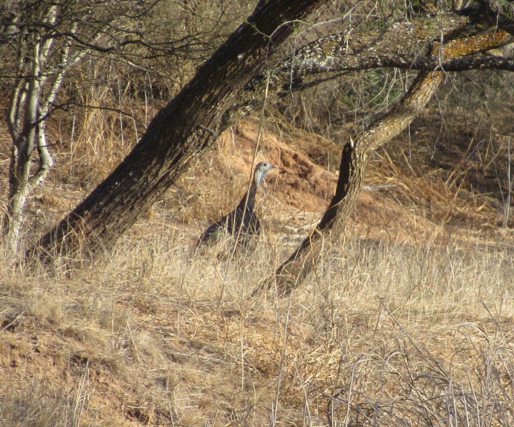 Wild Turkey from Mills County, TX, USA on April 9, 2022 at 08:45 AM by ...