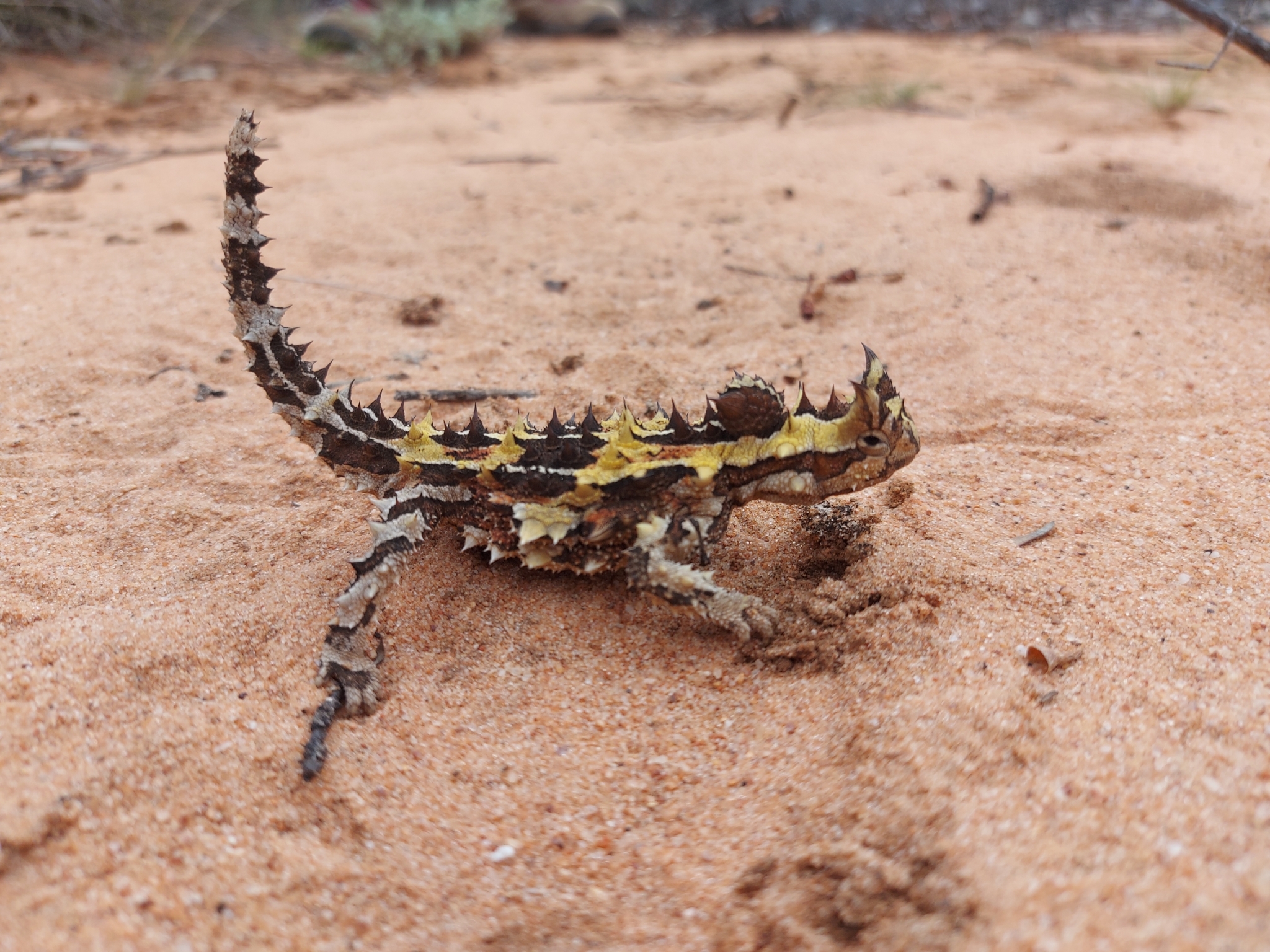 Moloch horridus Gray, 1841