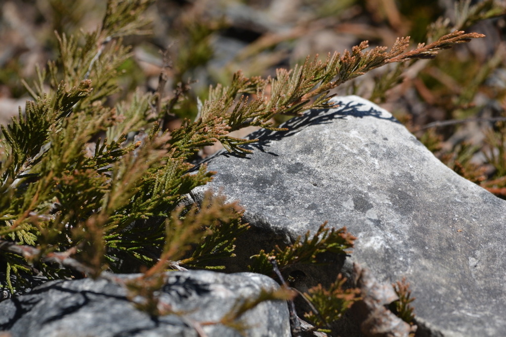 creeping juniper (Juniperus horizontalis) - Botanical Realm