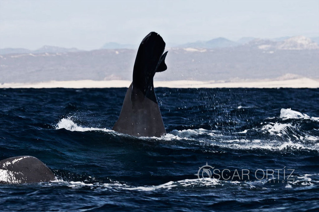 Sperm Whale from Los Cabos, MX-BS, MX on February 9, 2012 by cabowhale ...
