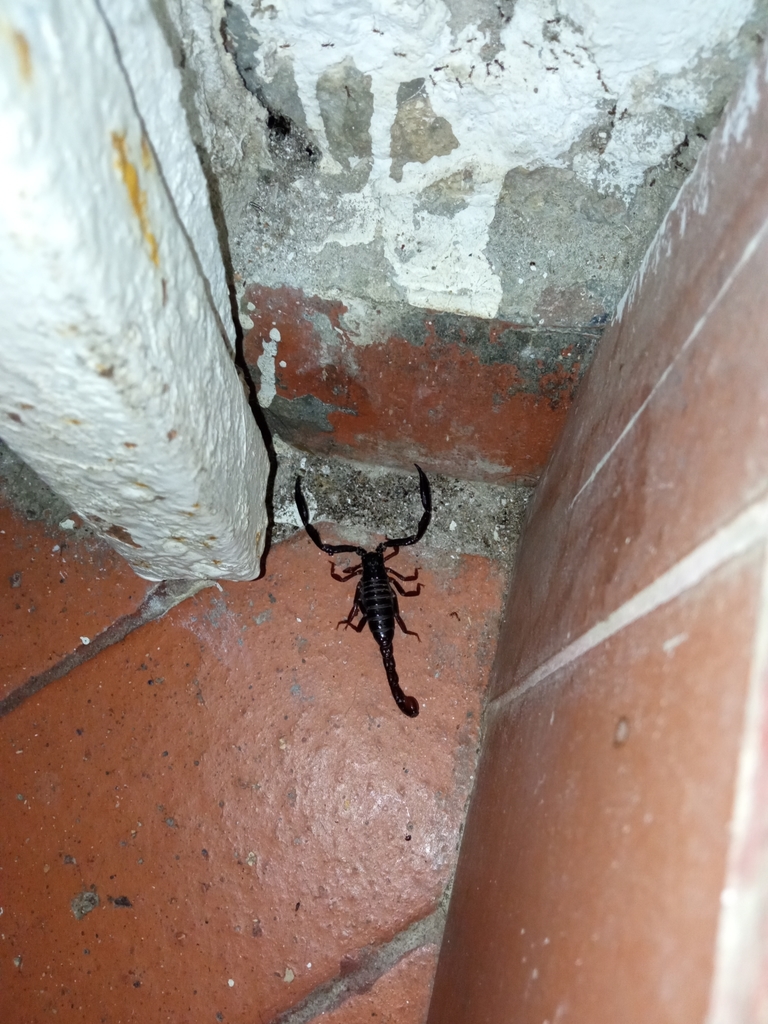 Chactas vanbenedenii from Bellavista, Cali, Valle del Cauca, Colombia ...