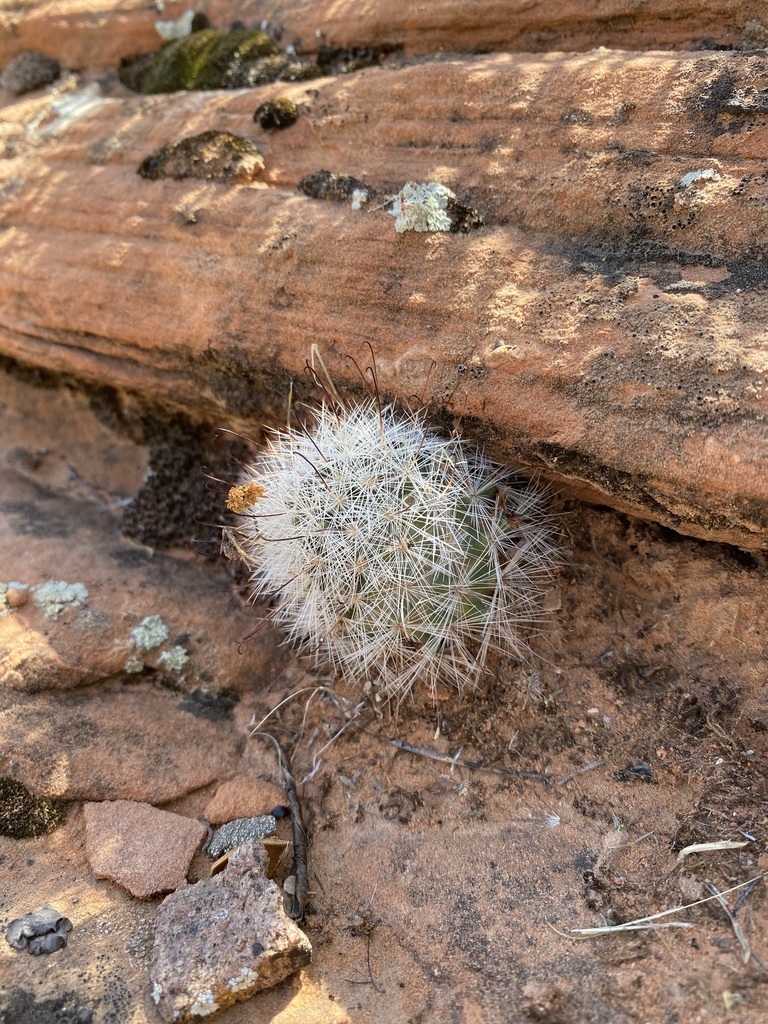 Common Fishhook Cactus in April 2022 by wasatch_hunter · iNaturalist