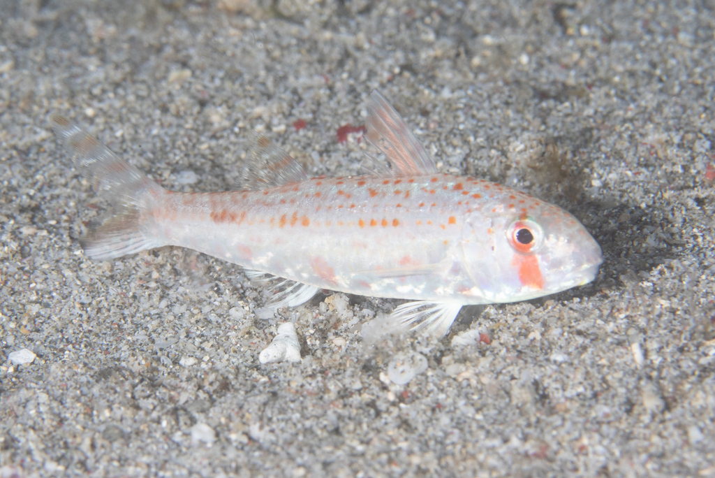 Luzon Goatfish (Upeneus luzonius) - Marine Life Identification
