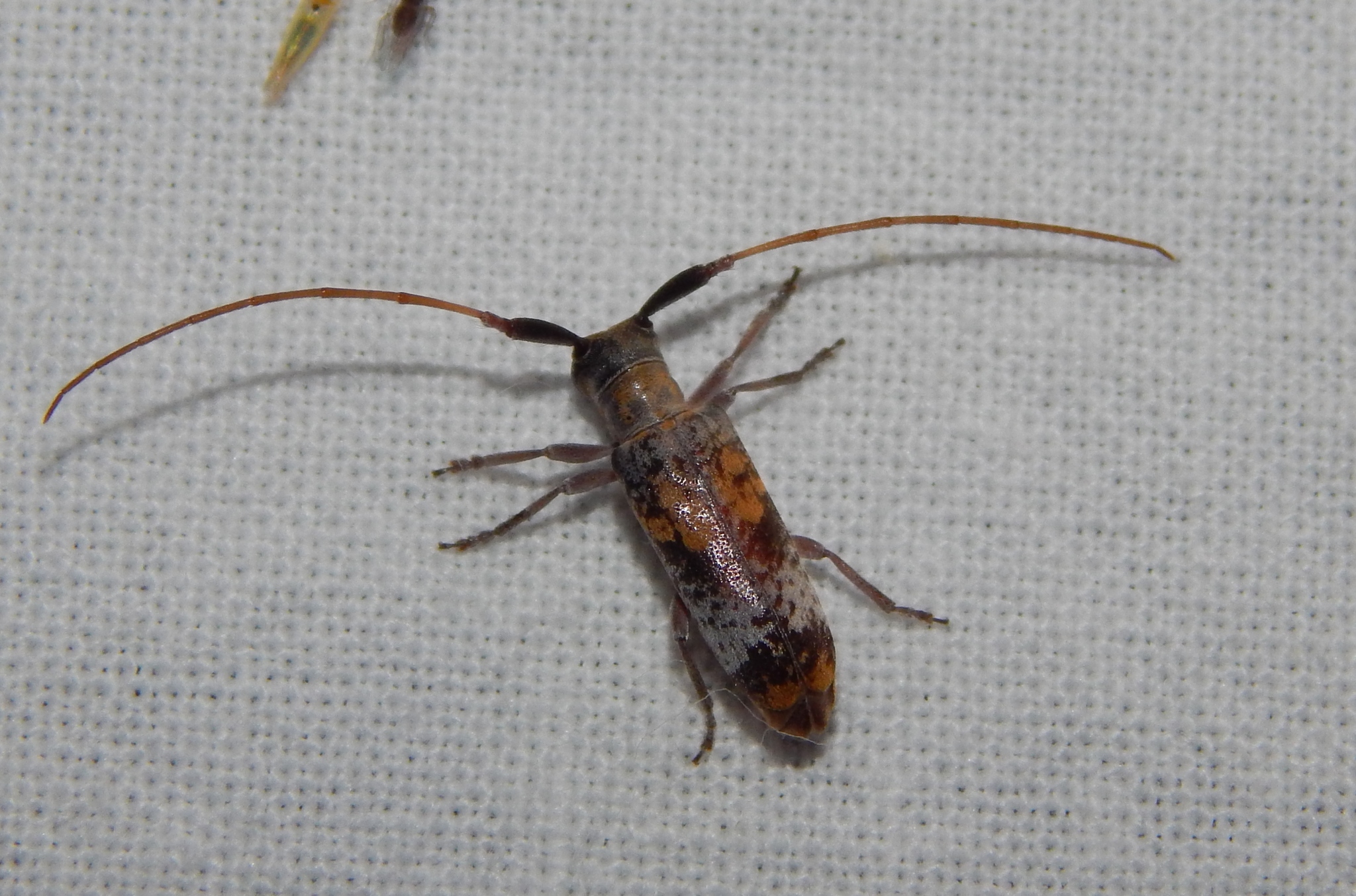 Eunidia subtergrisea Thomson, 1868