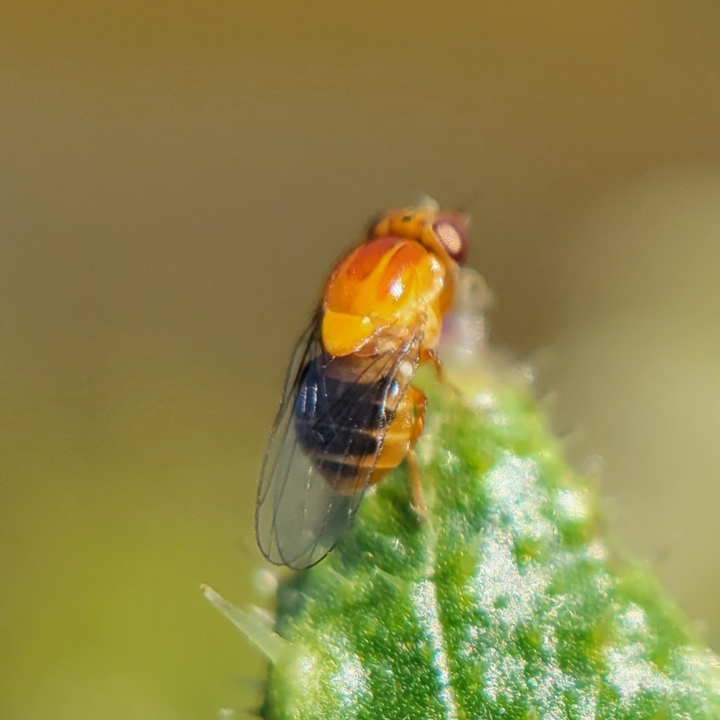 Thaumatomyia rubida from Gustine, CA 95322, USA on April 17, 2022 at 03 ...