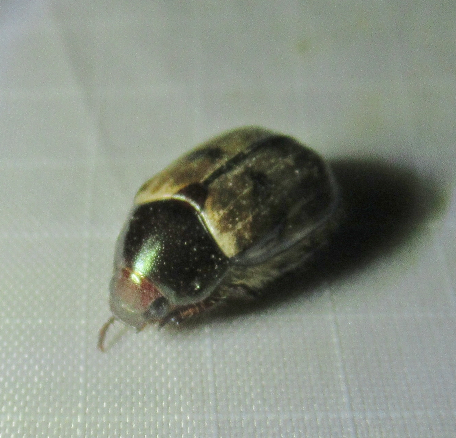 Anomala binotata (Gyllenhal, 1817)