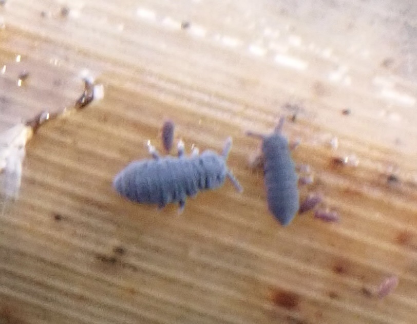 Podura C.Linnaeus, 1758