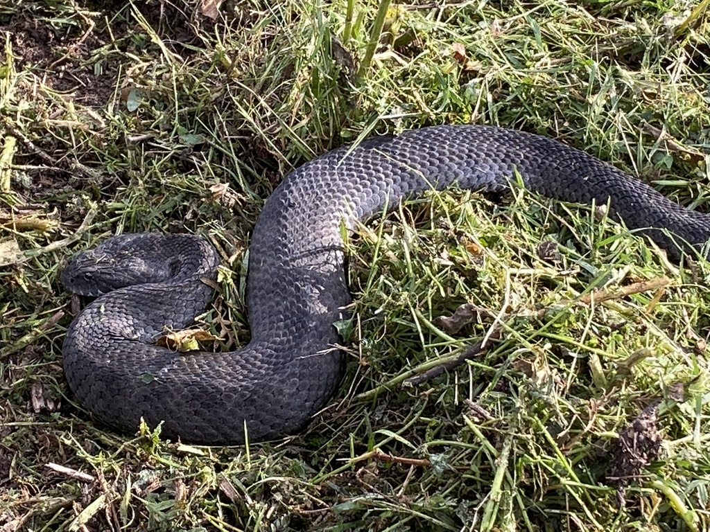 Southern Death Adder from Chinnock, NSW, AU on April 18, 2022 at 03:36 ...