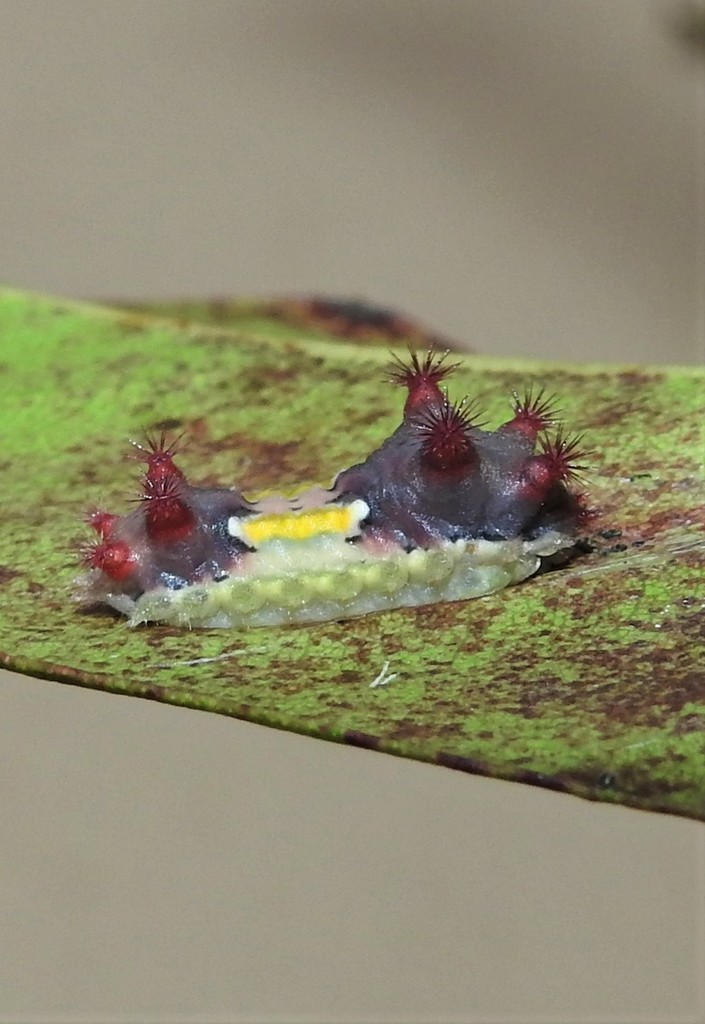 Mottled Cup Moth from Urliup NSW 2484, Australia on April 18, 2022 at ...